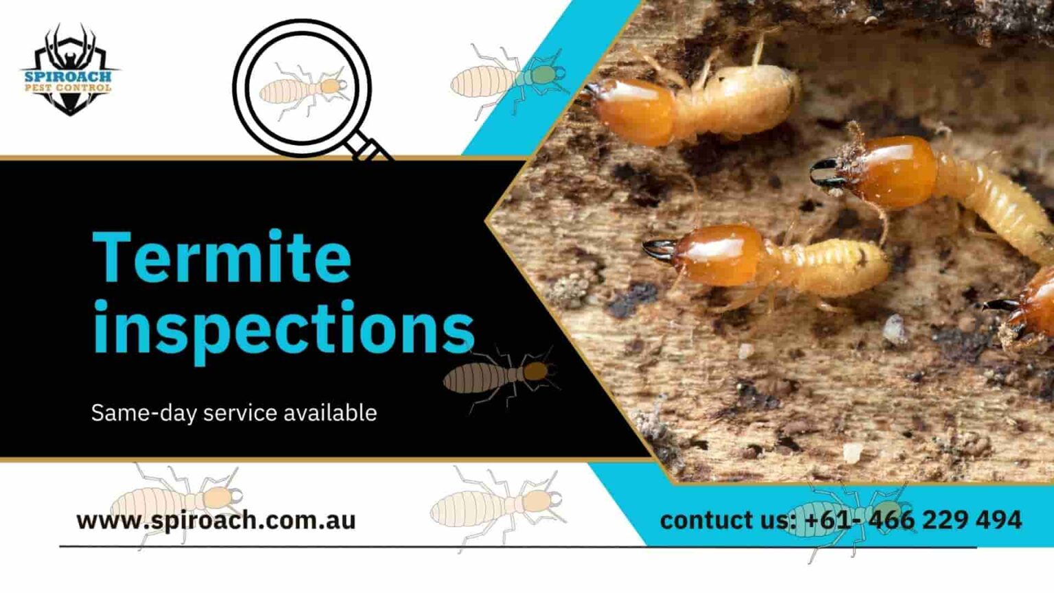 Termite Inspections & Pest Control Brisbane | Spiroach